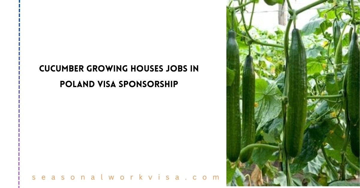 Cucumber Growing Houses Jobs in Poland With Visa Sponsorship