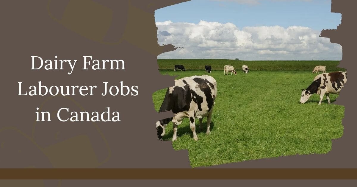 Dairy Farm Labourer Jobs in Canada 2026