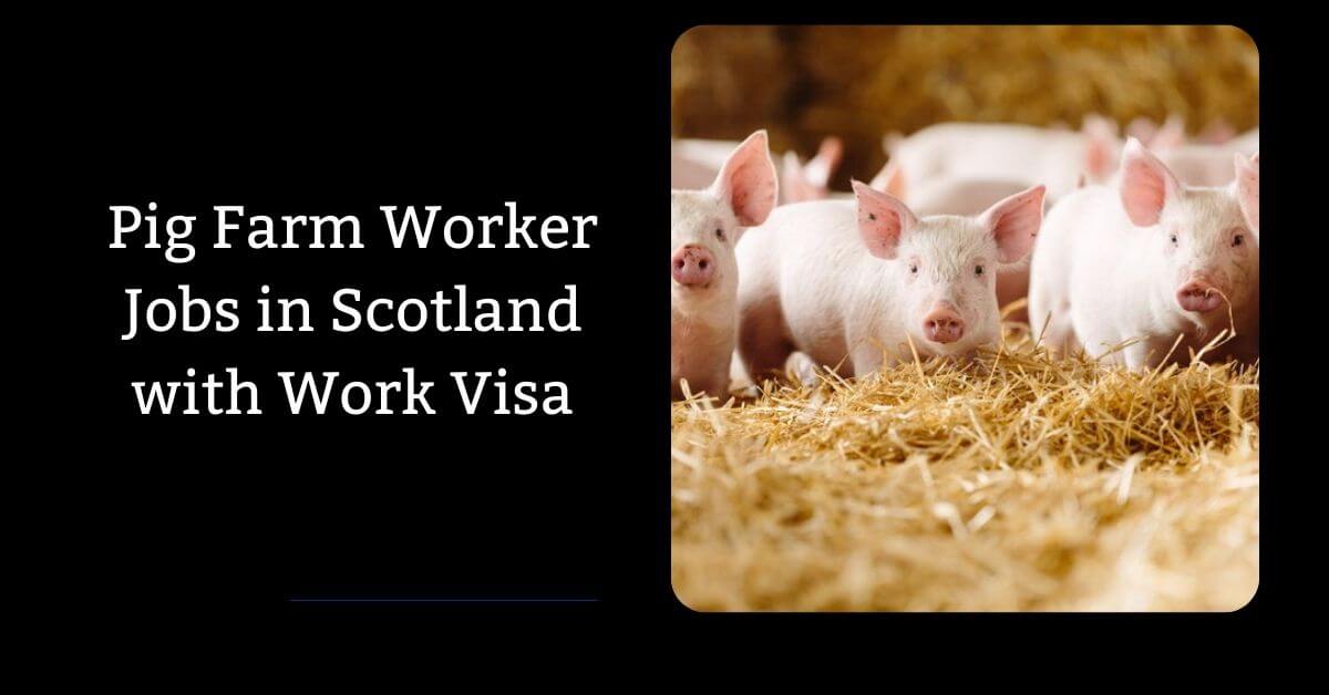 Pig Farm Worker Jobs in Scotland with Work Visa 2026