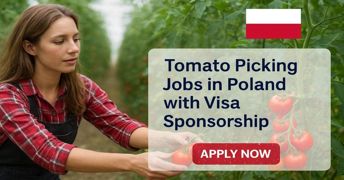 Tomato Picking Jobs in Poland with Visa Sponsorship 2026