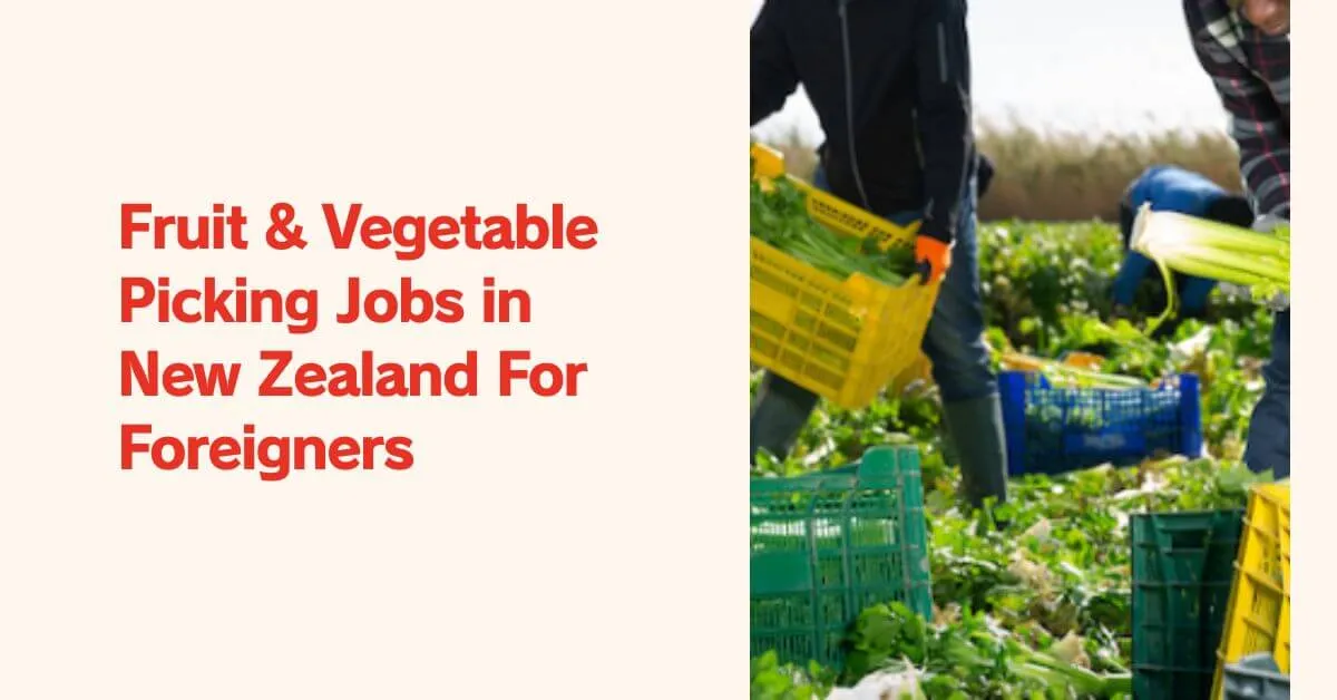 Fruit & Vegetable Picking Jobs in New Zealand For Foreigners 2026