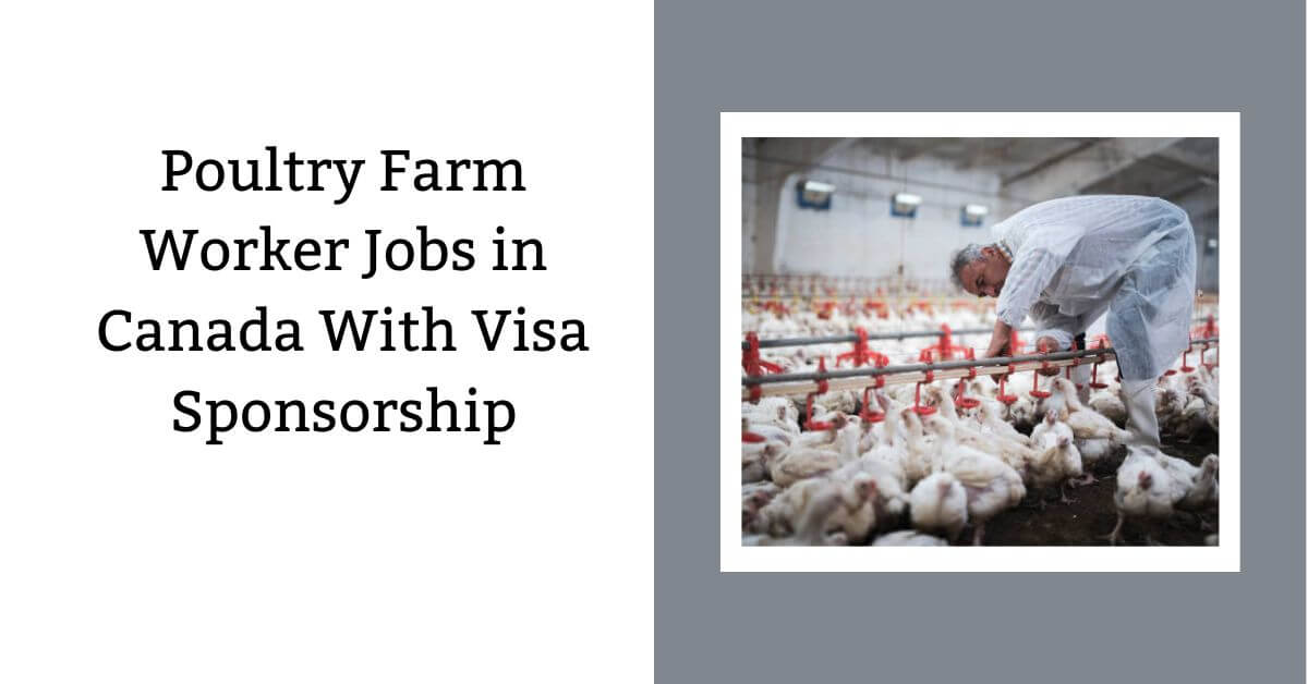 Poultry Farm Worker Jobs in Canada With Visa Sponsorship