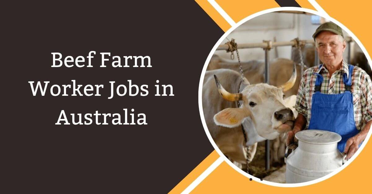 Beef Farm Worker Jobs in Australia 2026 - Visa Sponsorship