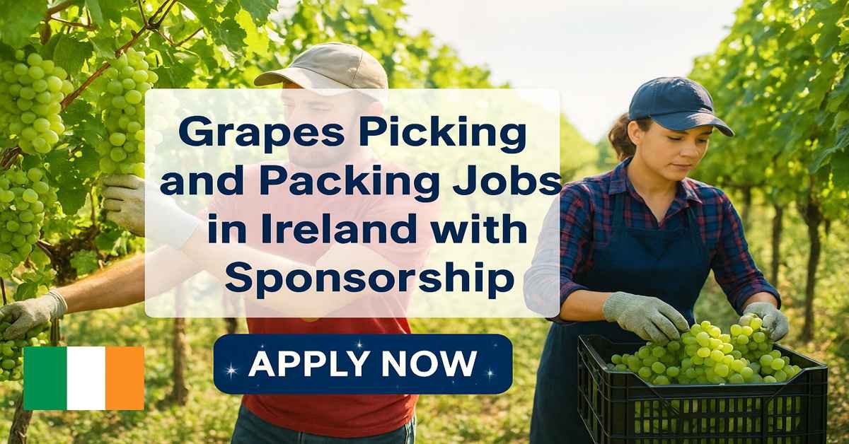 Grapes Picking and Packing Jobs in Ireland with Sponsorship 2026