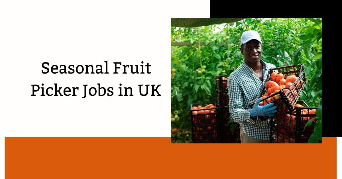 Seasonal Fruit Picker Jobs in UK 2026 - Apply Now