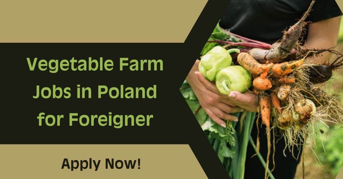 Vegetable Farm Jobs in Poland for Foreigner 2026