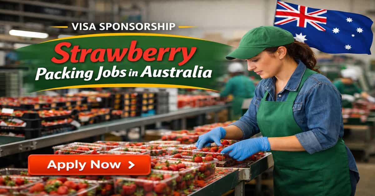 Visa Sponsorship Strawberry Packing Jobs in Australia 2026