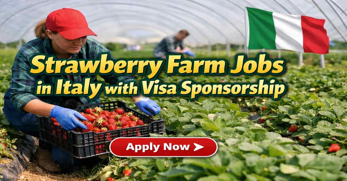 Strawberry Farm Jobs in Italy with Visa Sponsorship 2026